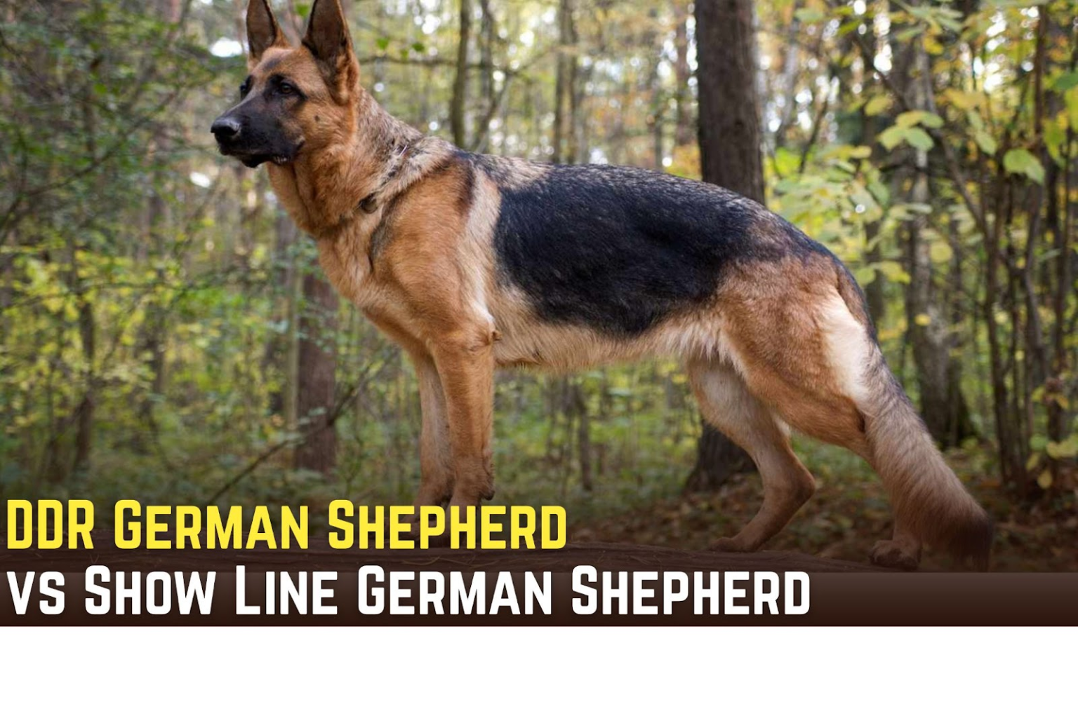 DDR German Shepherd vs Show Line German Shepherd: The Protection ...